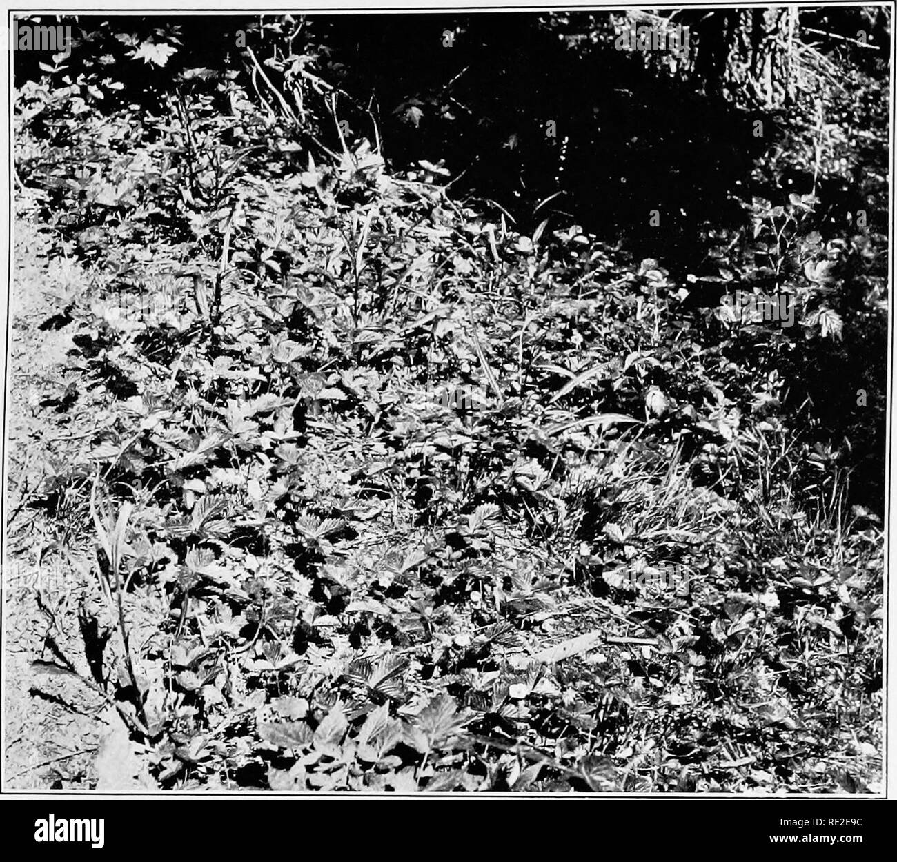 Edward clements hi-res stock photography and images - Alamy