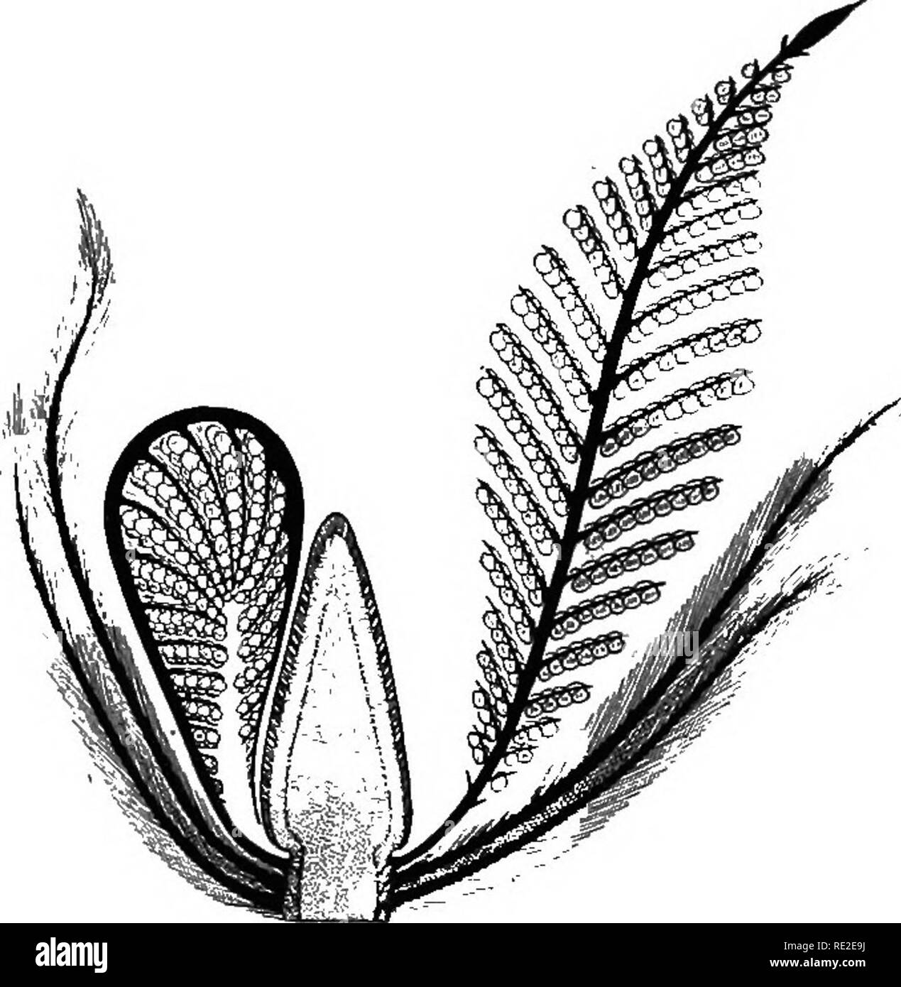 Cycadeoidea hi-res stock photography and images - Alamy