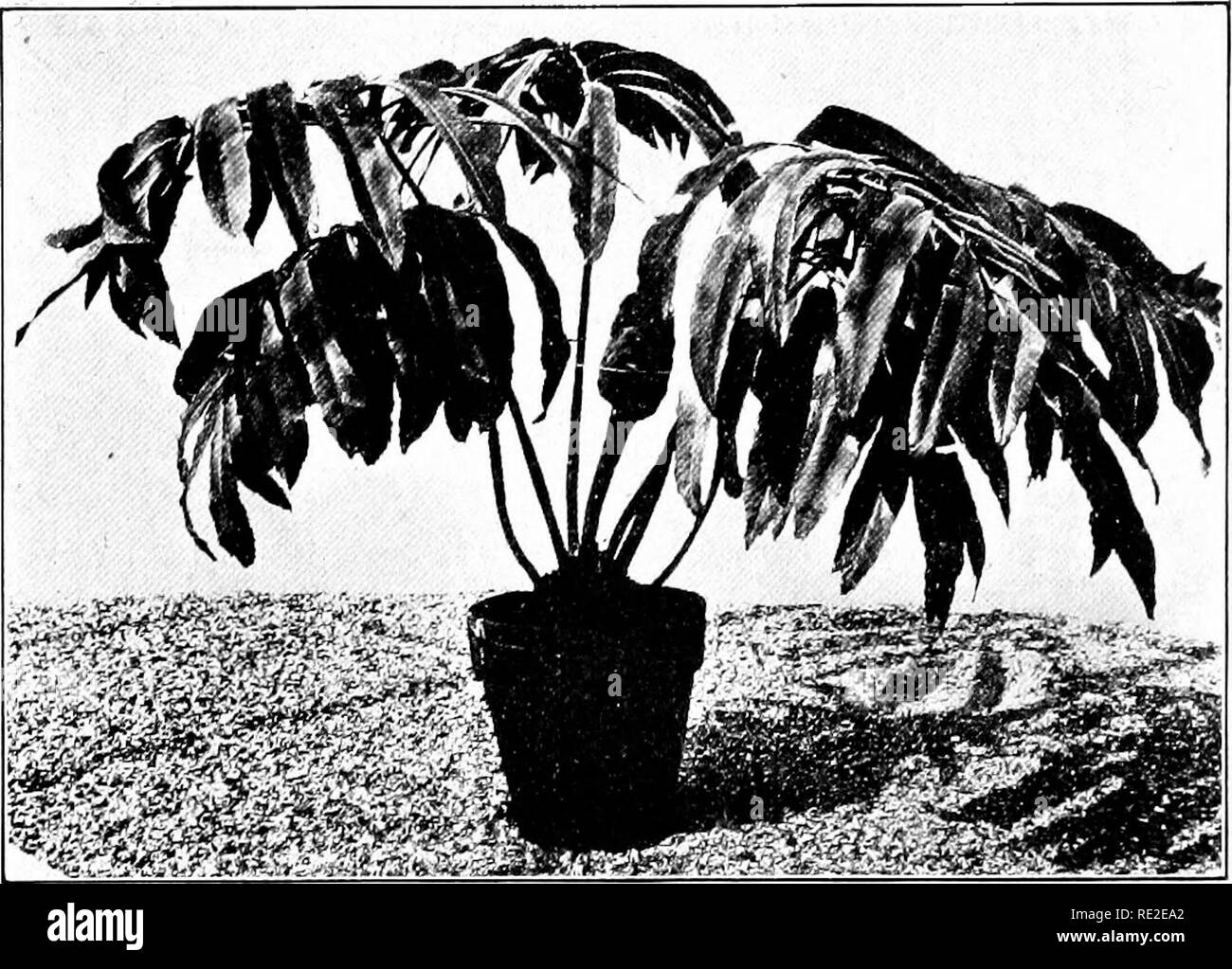 Cycads ferns Black and White Stock Photos & Images - Alamy