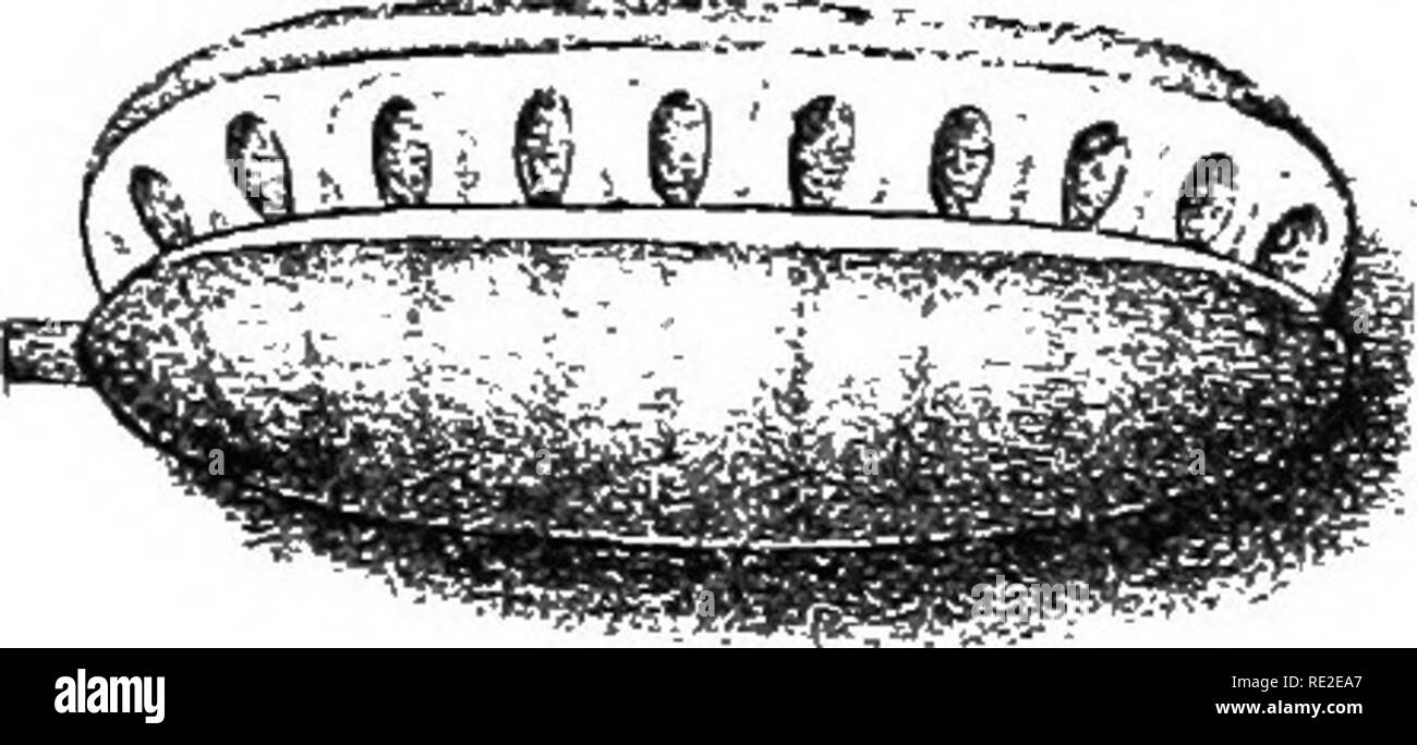 Fern leaf pinnules Black and White Stock Photos & Images - Alamy