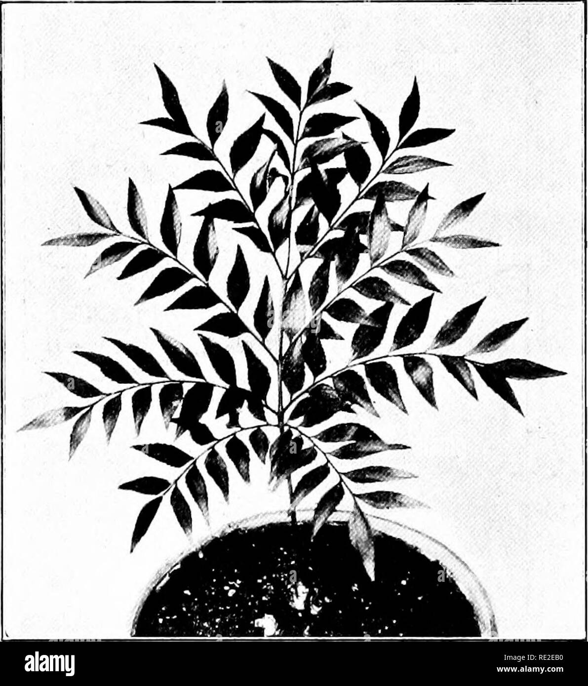 . Fundamentals of botany. Botany. 594 STRUCTURE AND LIFE HISTORIES ...