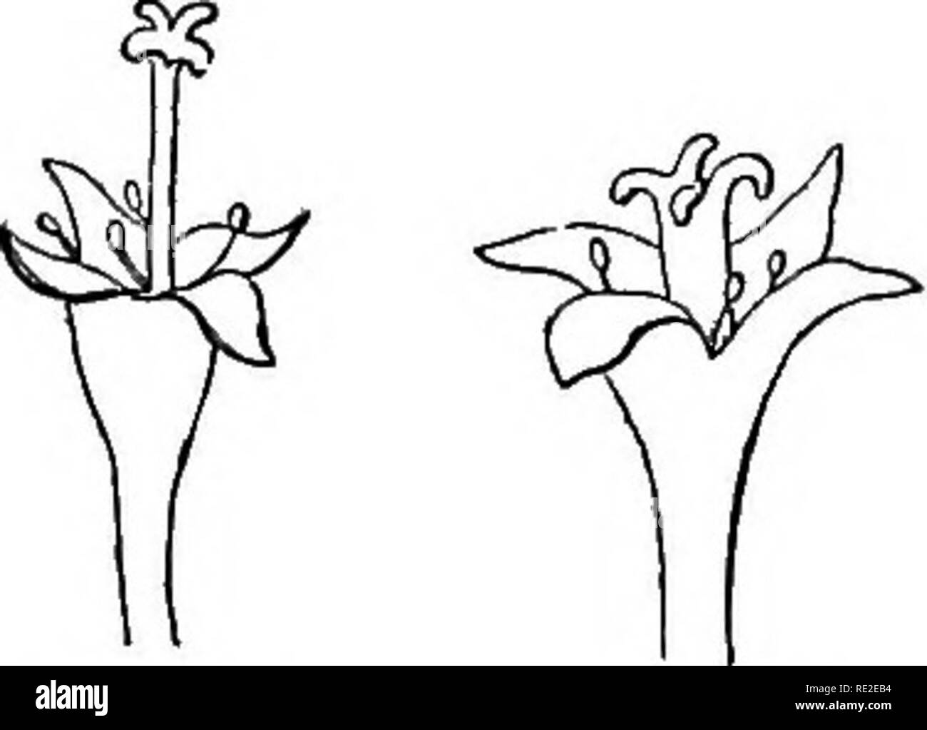 . The different forms of flowers on plants of the same species. Plants ...