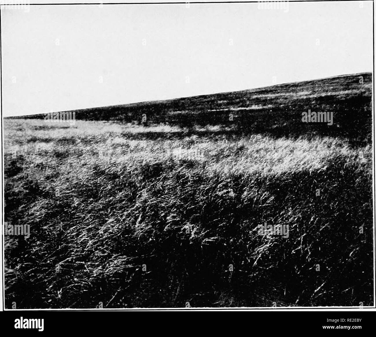 Frederic edward clements hi-res stock photography and images - Alamy