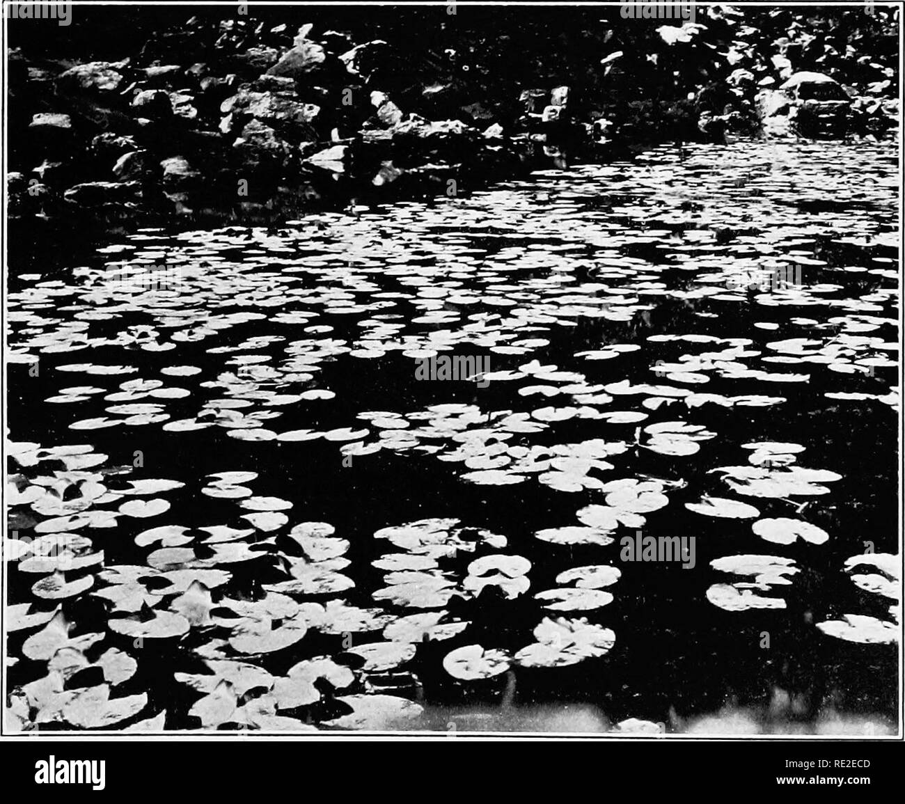 Hydrosere succession Black and White Stock Photos & Images - Alamy