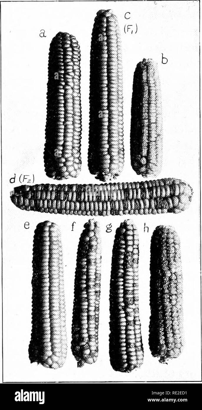 . Fundamentals of botany. Botany. 556 STRUCTURE AND LIFE HISTORIES. Fig ...
