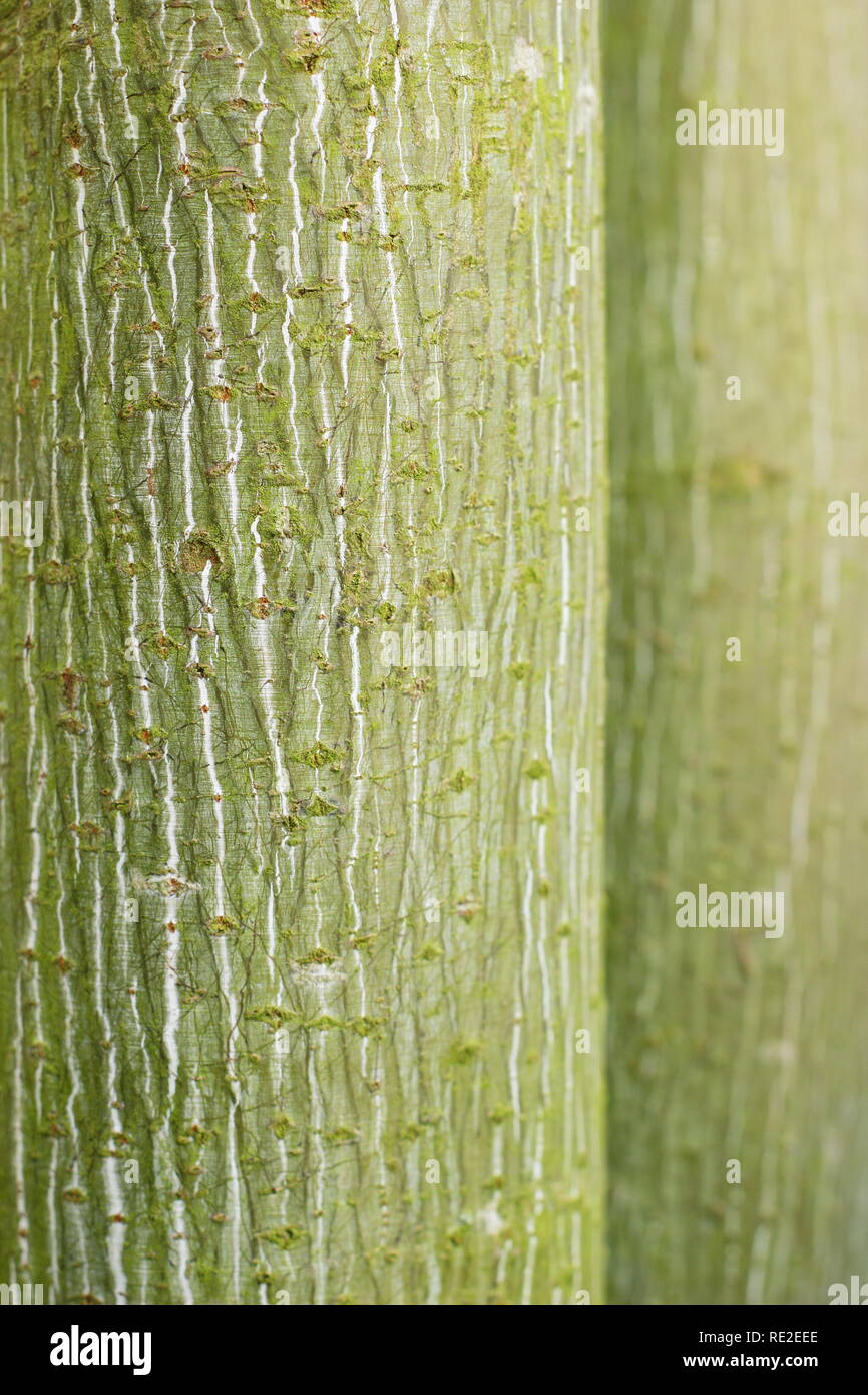 Striped Maple High Resolution Stock Photography and Images - Alamy