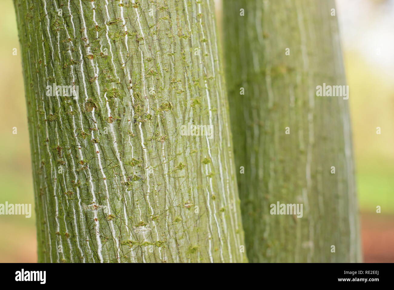 Manchurian snakebark maple hi-res stock photography and images - Alamy