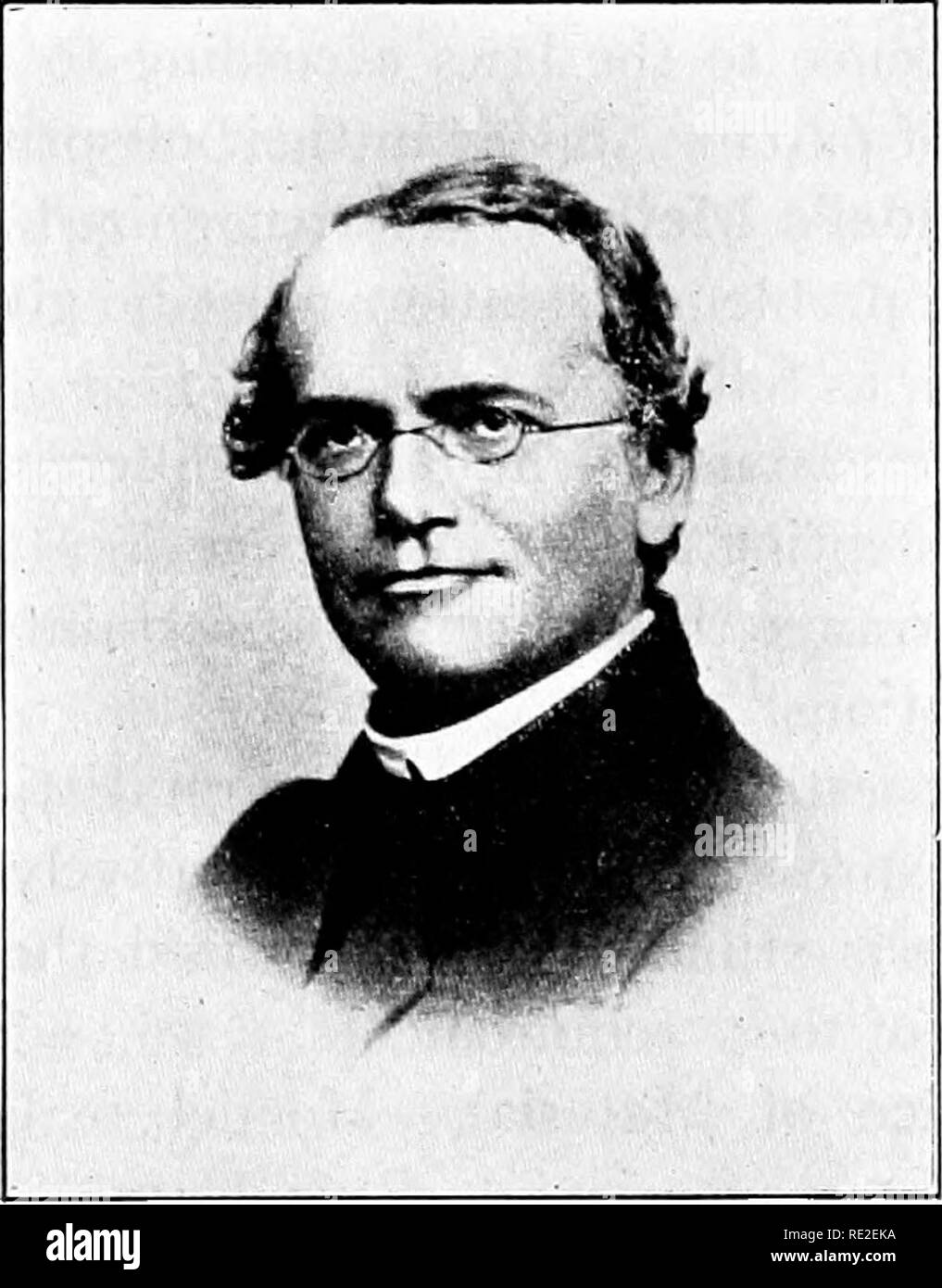 Pea plants mendel hi-res stock photography and images - Alamy