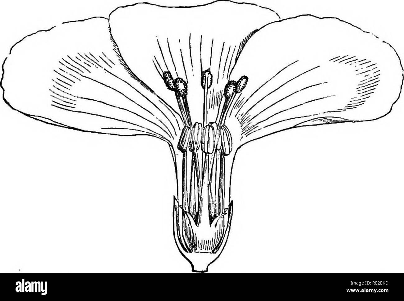 Different angles of same flowers Black and White Stock Photos & Images ...