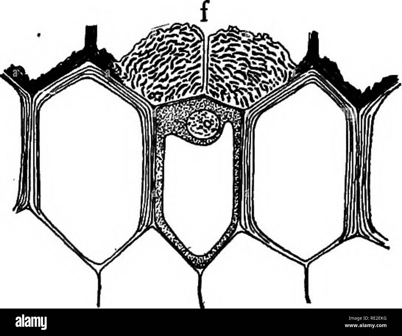 Exodermis hi-res stock photography and images - Alamy