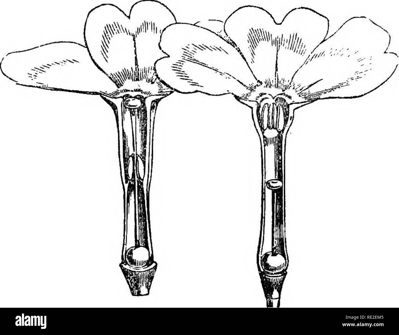 Long tubular shape Black and White Stock Photos & Images - Alamy