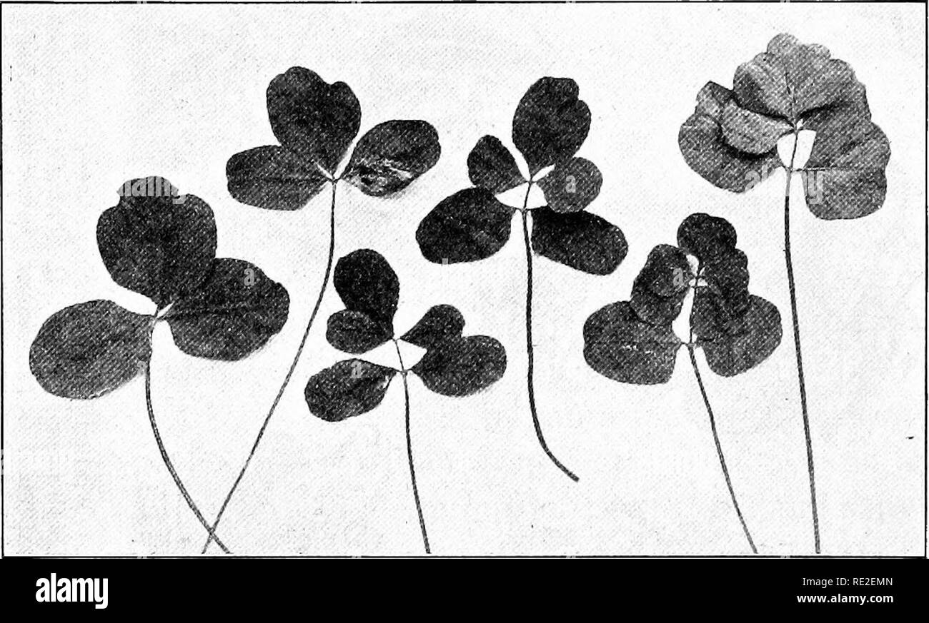 . Fundamentals of botany. Botany. 532 STRUCTURE AND LIFE HISTORIES ...