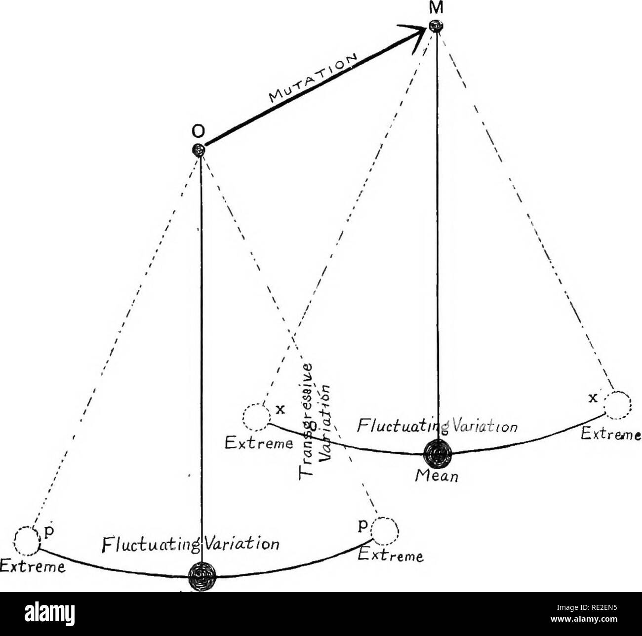 Successive generations Cut Out Stock Images & Pictures - Alamy