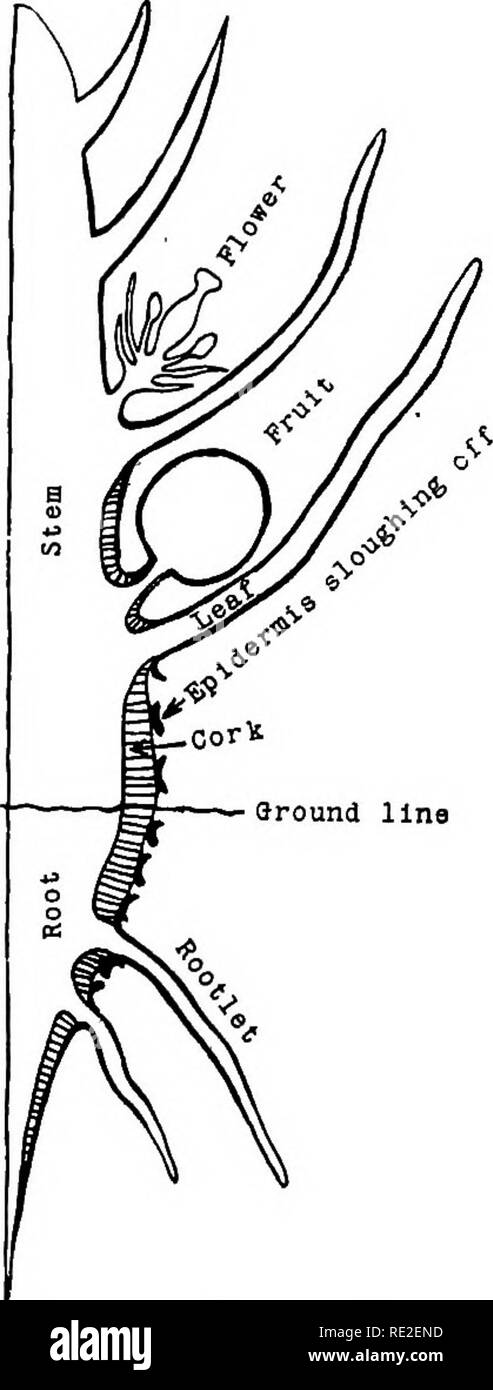 Cork Root Functions
