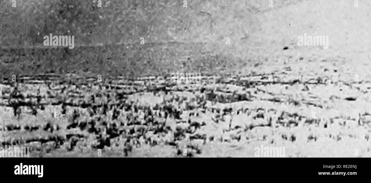 Frederic edward clements hi-res stock photography and images - Alamy