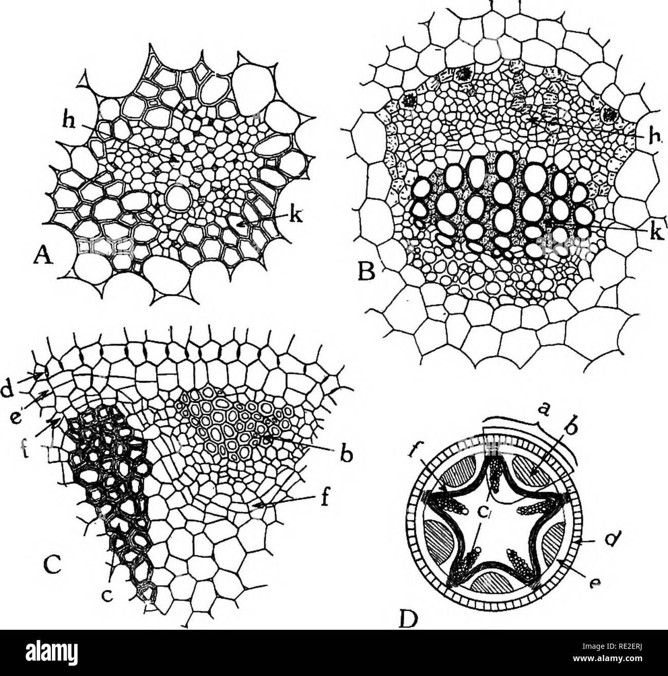 . Plant anatomy from the standpoint of the development and functions of ...