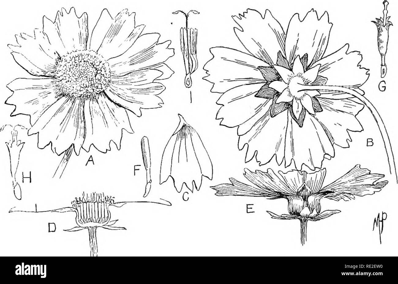 Coreopsis sp hi-res stock photography and images - Alamy