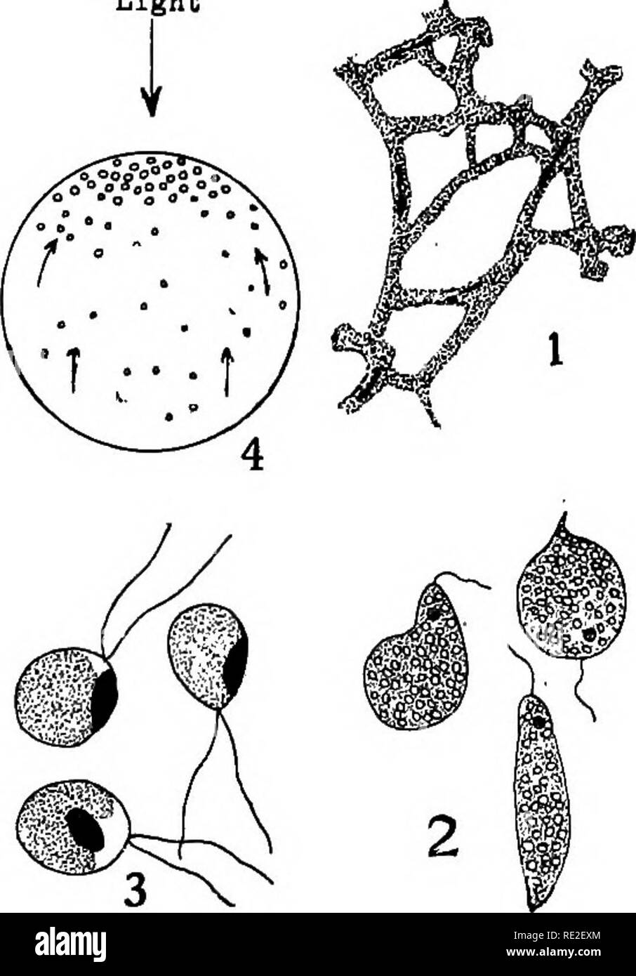 Useful enzymes Cut Out Stock Images & Pictures - Alamy