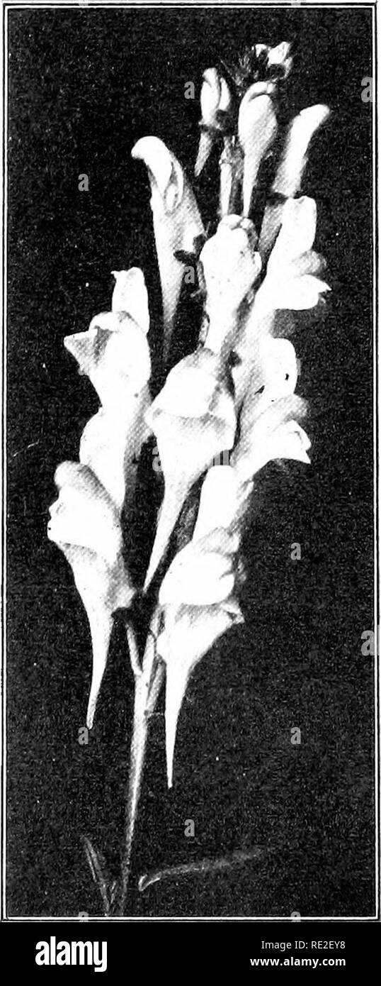 Two lipped corolla Black and White Stock Photos & Images - Alamy