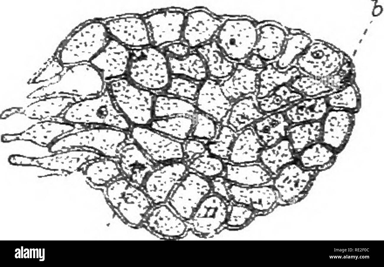 Seed Bearing Structure High Resolution Stock Photography and Images - Alamy