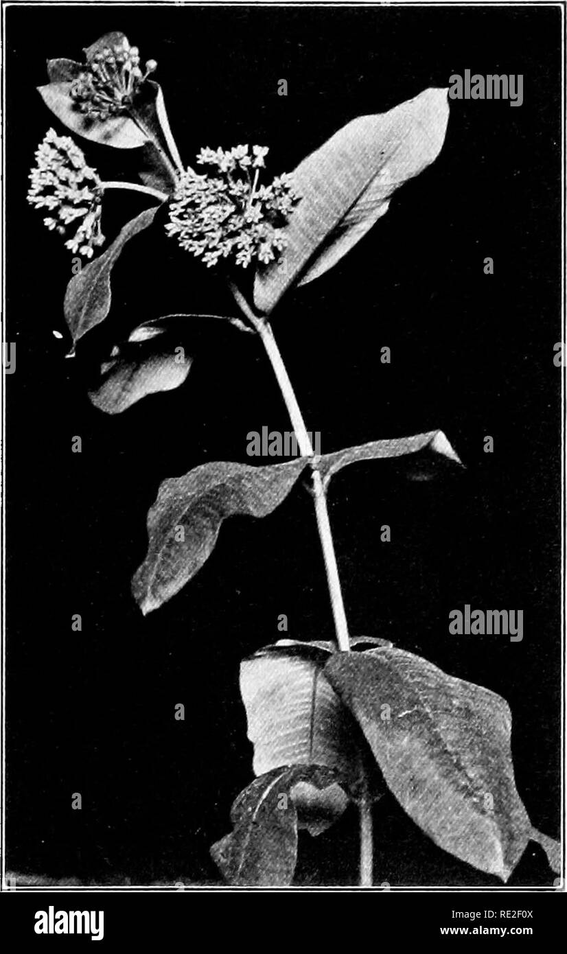 Five lobed shape Black and White Stock Photos & Images - Alamy