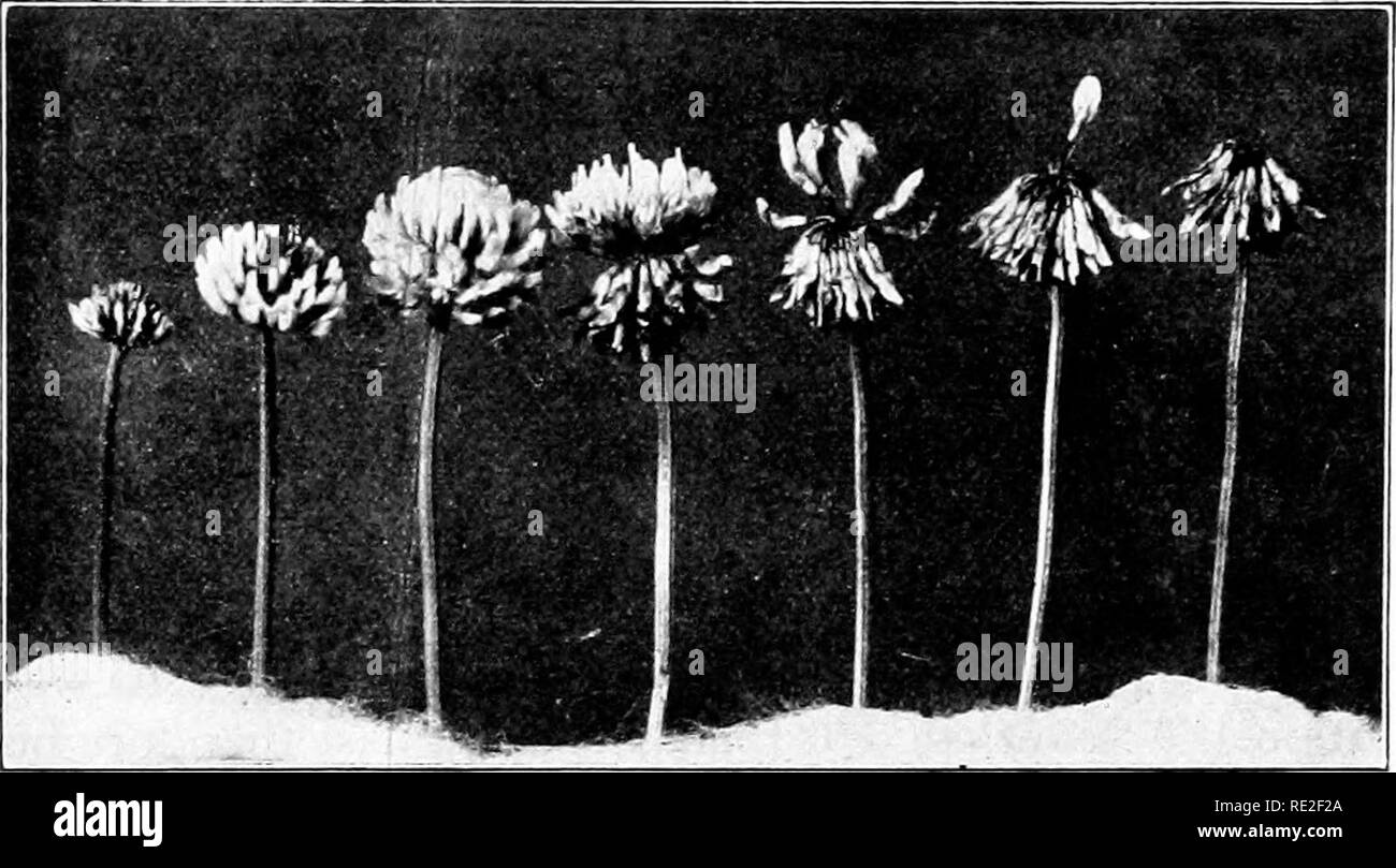 . Fundamentals of botany. Botany. SEED-BEARING PLANTS 469 forming the ...