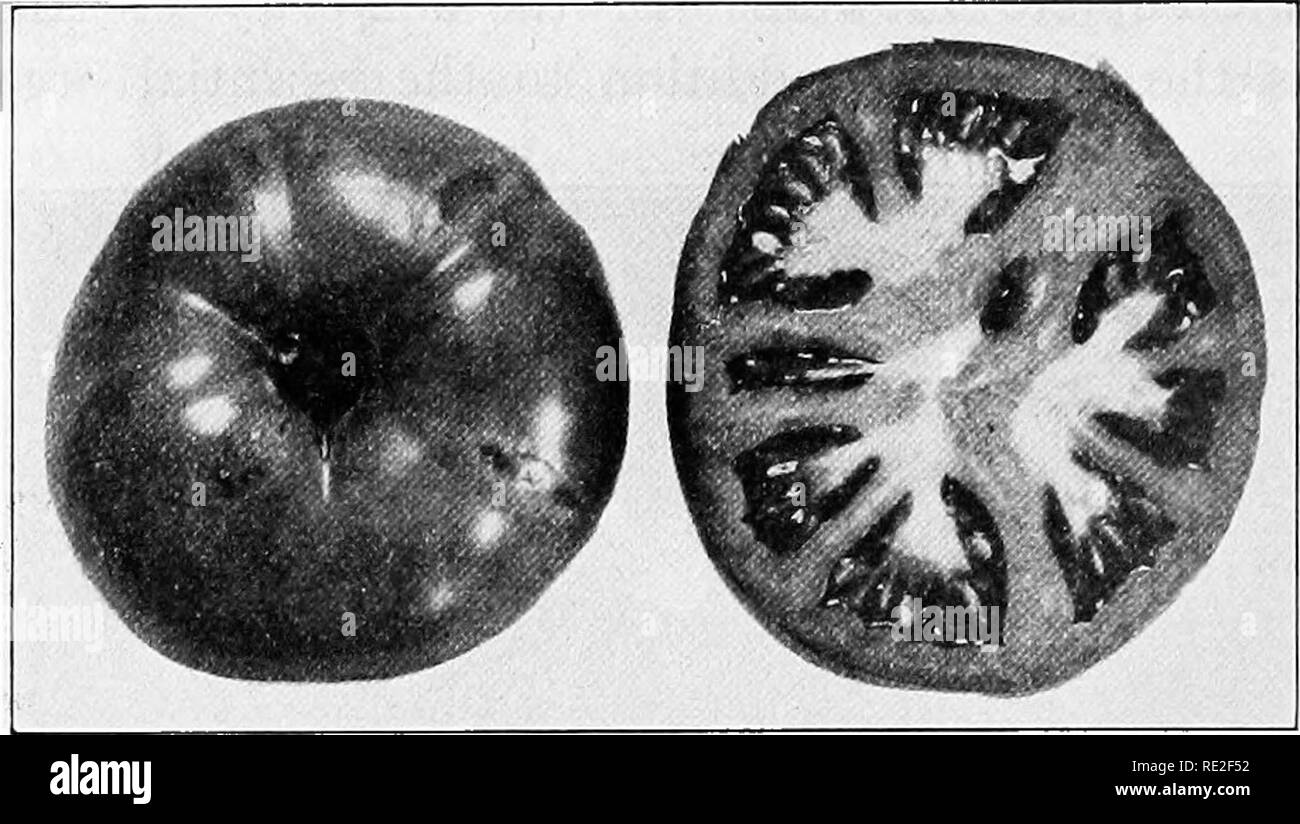 Ovary tomato Black and White Stock Photos & Images - Alamy