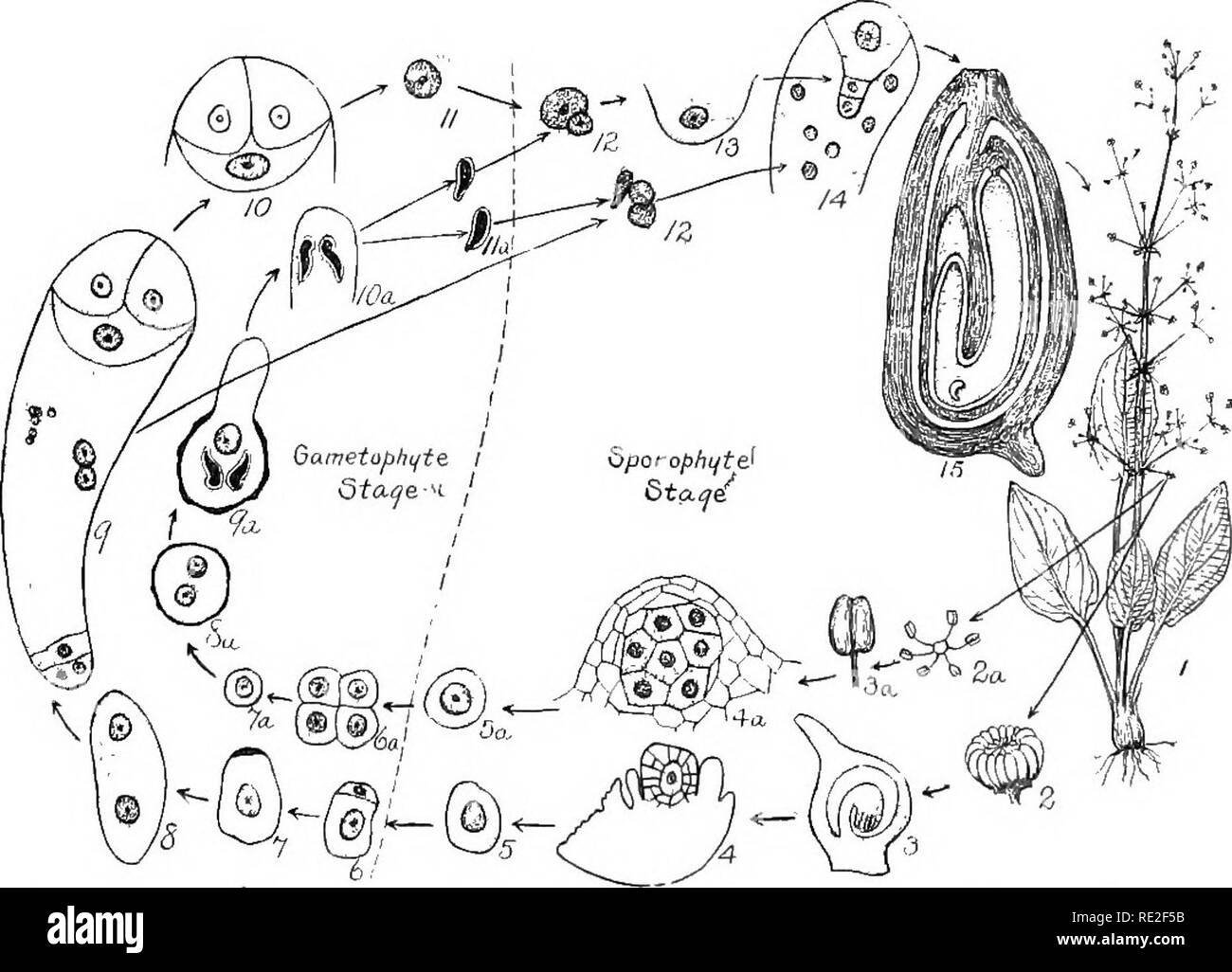 Angiosperm Life Cycle For Kids
