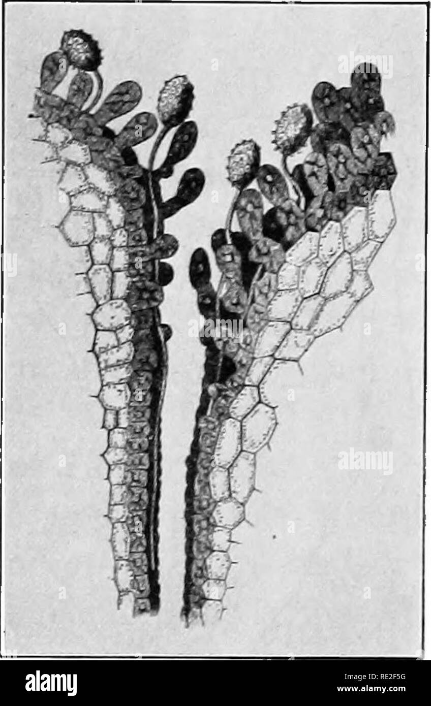 . Fundamentals of botany. Botany. SEED-BEARINC PLANTS 44I 393 ...