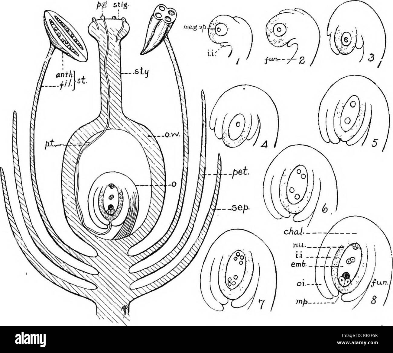 Pollination in plants diagram Black and White Stock Photos & Images - Alamy