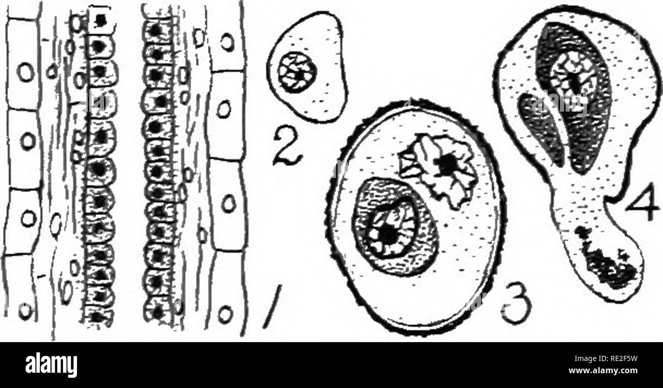 . Fundamentals of botany. Botany. SEED-BEAR IX (; PLANTS 4,37 called ...