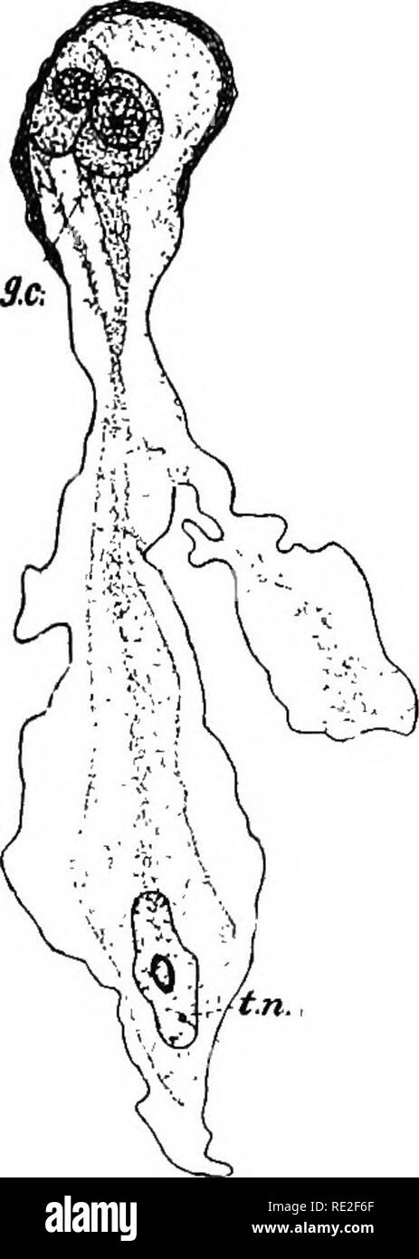 Nucellar tissue Black and White Stock Photos & Images - Alamy