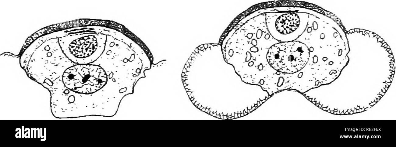 . Fundamentals of botany. Botany. SEED-BEAEING PLANTS 423 larger cell ...