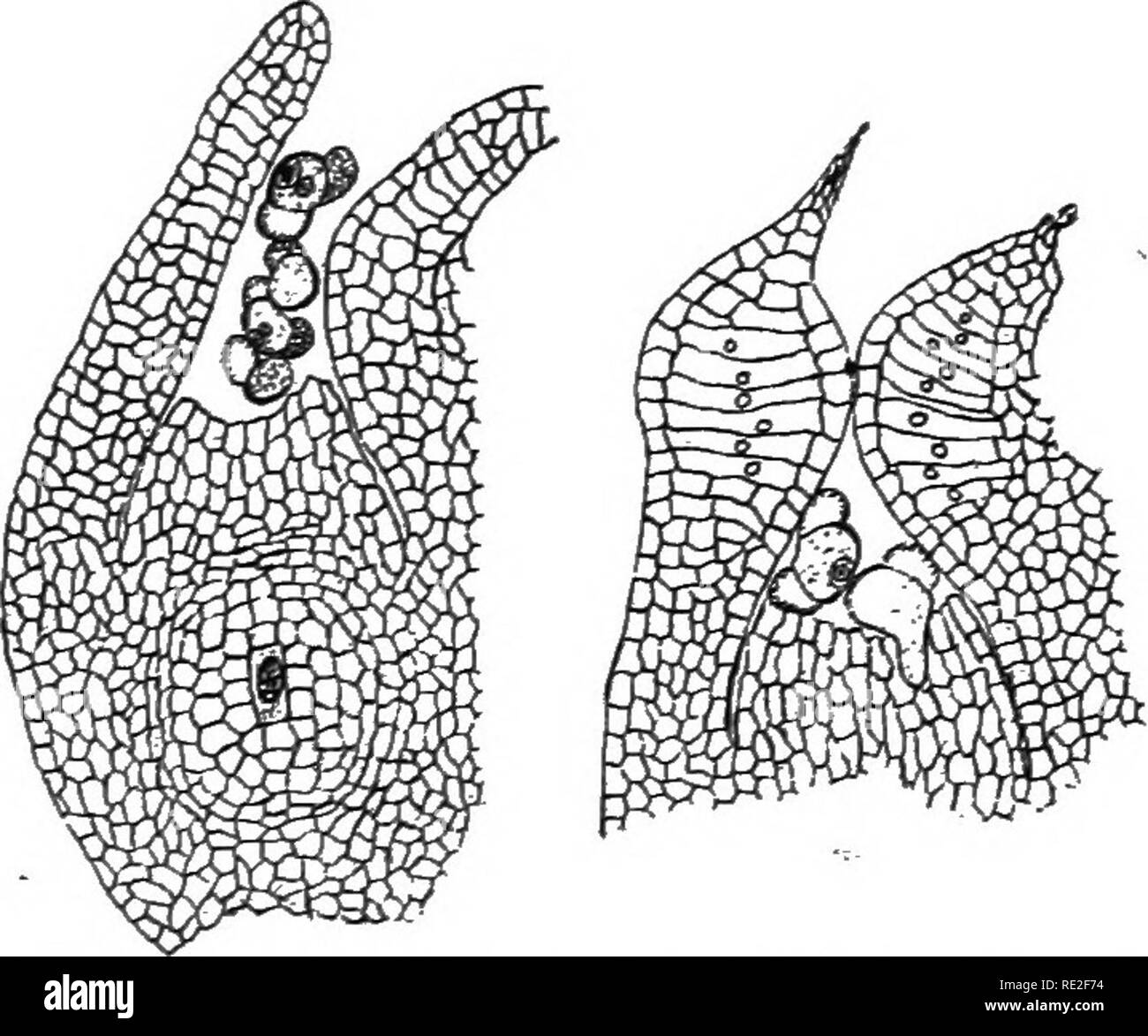 Pine pollen Black and White Stock Photos & Images - Alamy