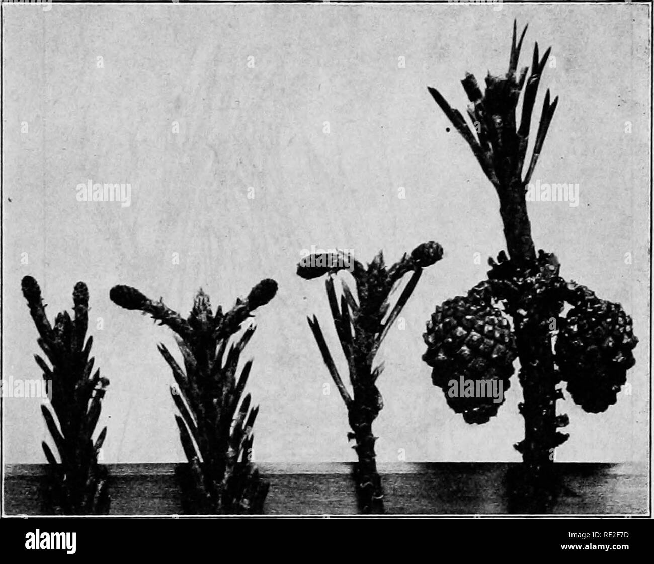 Scotch pine cones Black and White Stock Photos & Images - Alamy