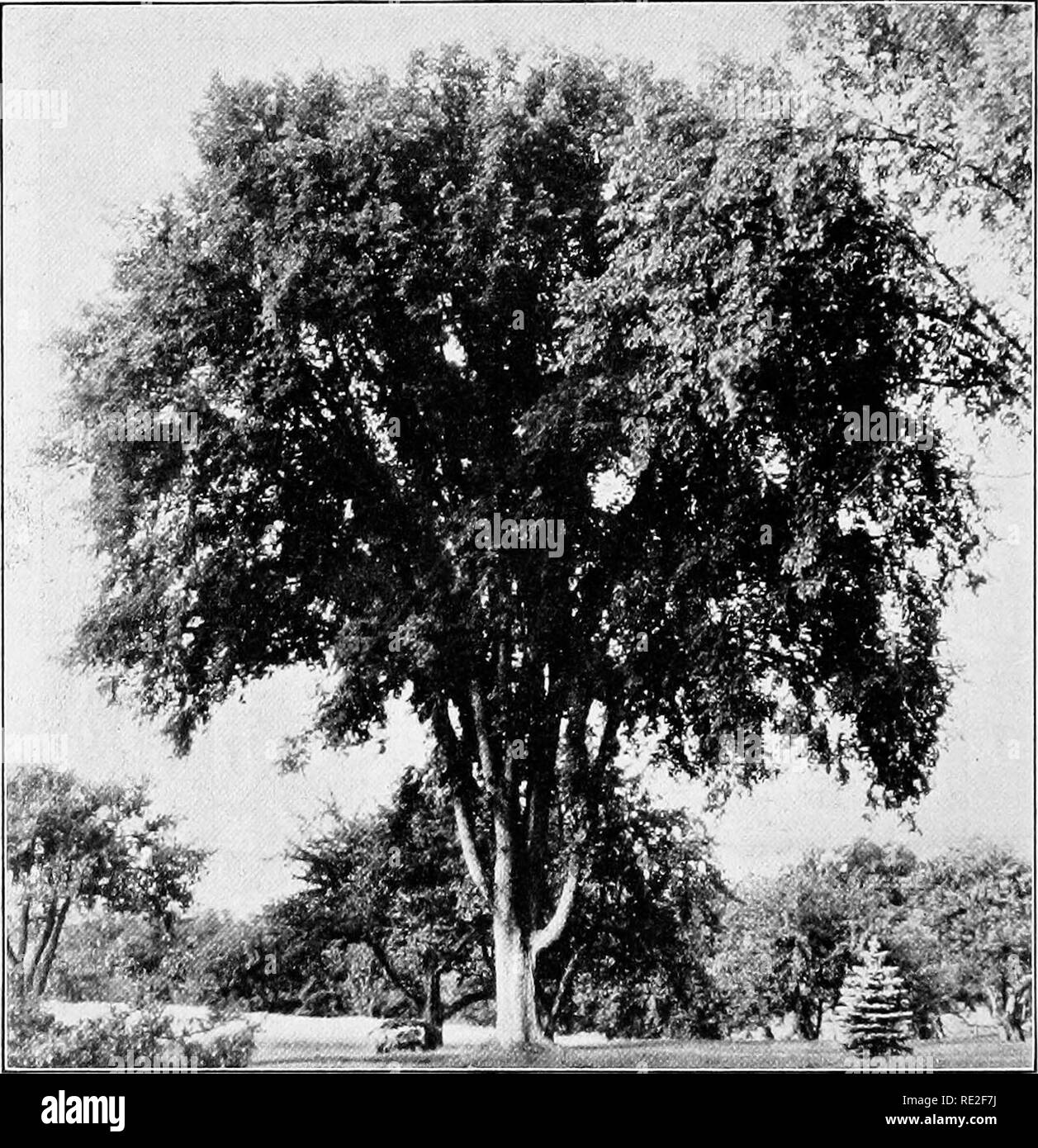 Pseudo whorls hi-res stock photography and images - Alamy