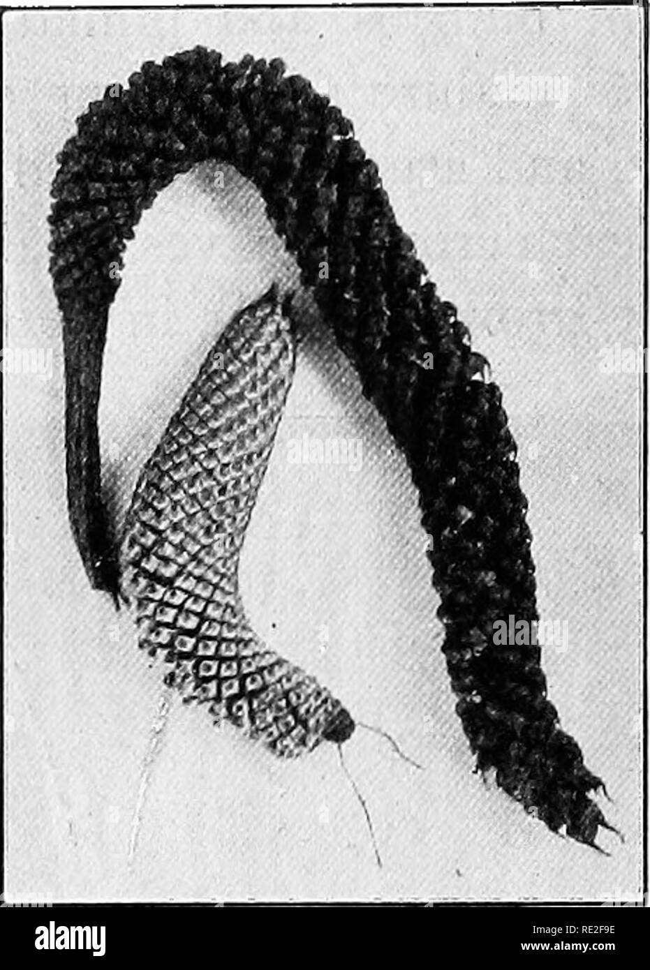 Staminate cones Black and White Stock Photos & Images - Alamy