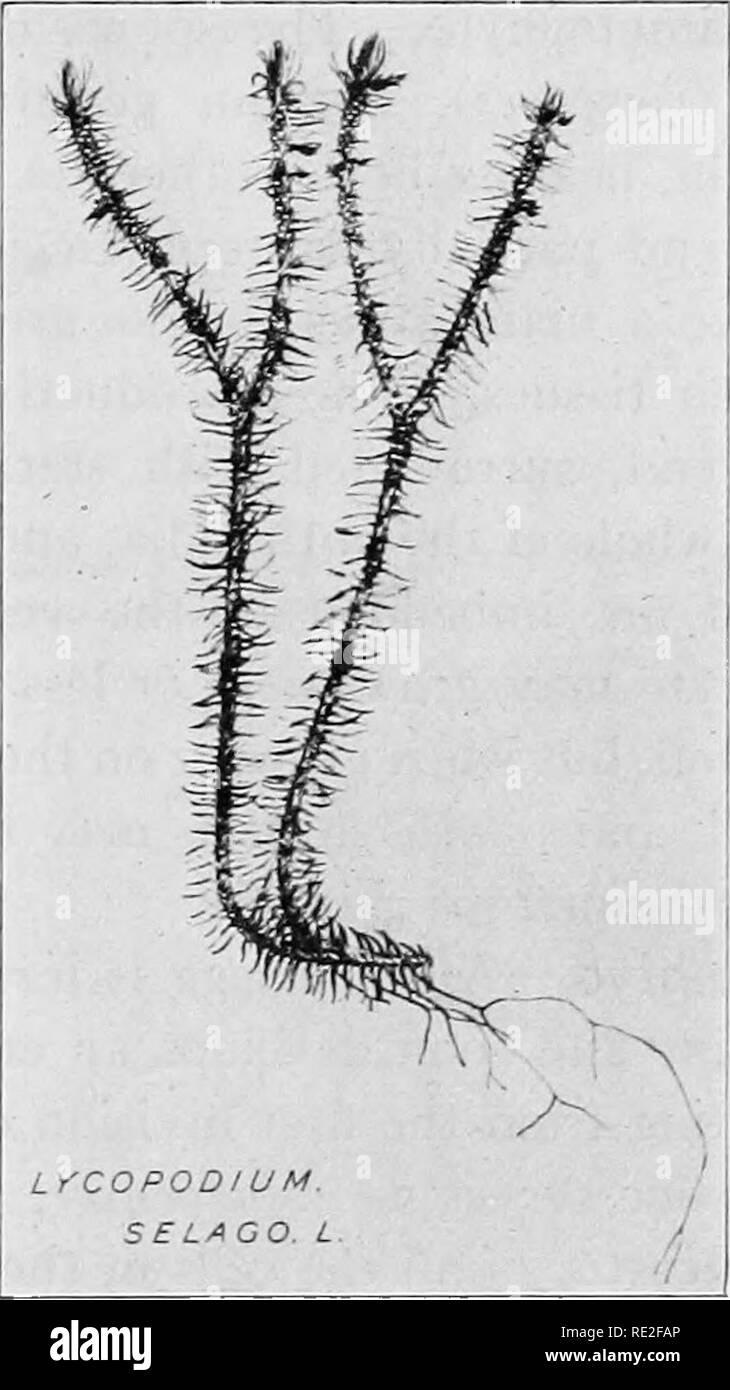 . Fundamentals of botany. Botany. CALAMITES AND LYCOPODS 379 with ...