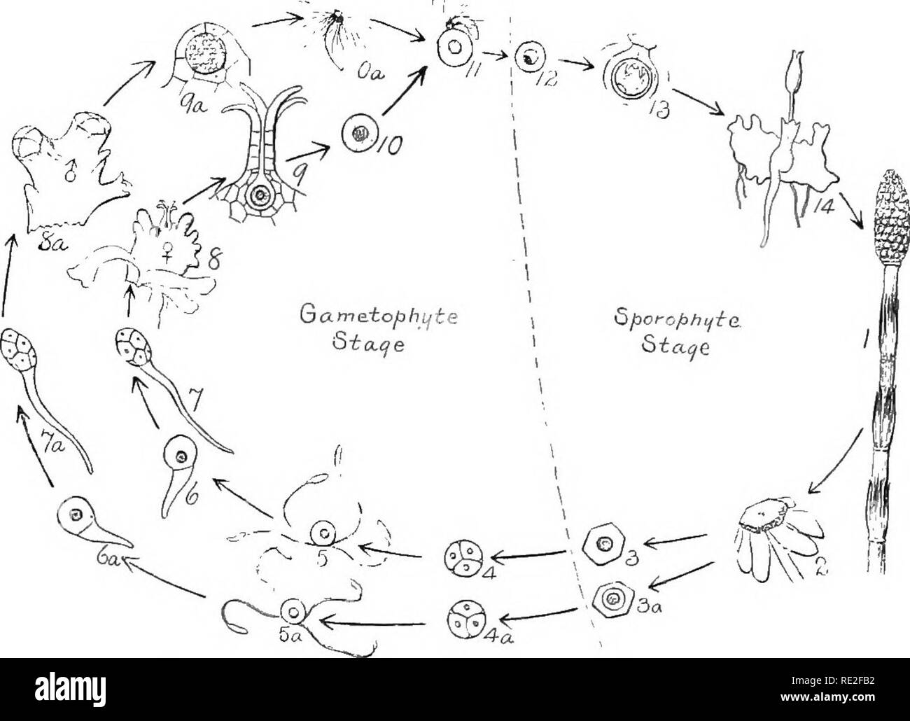 New life cycle Black and White Stock Photos & Images - Alamy