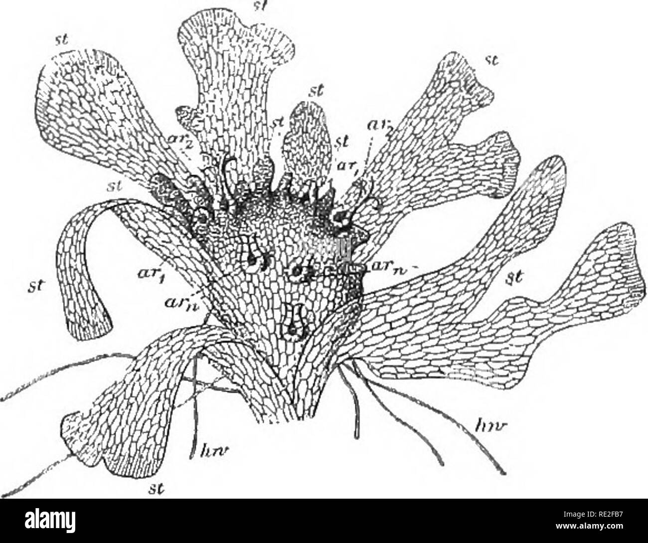 Cell divisions Black and White Stock Photos & Images - Alamy