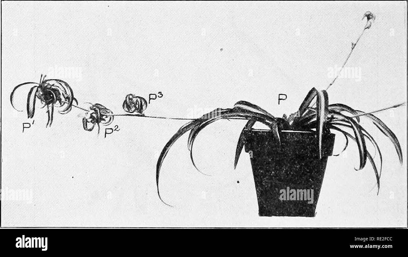 Runners vegetative propagation hi-res stock photography and images - Alamy