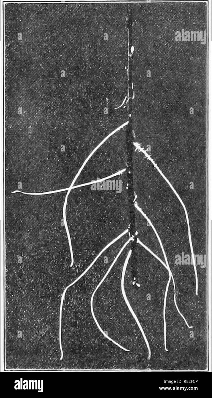 Multiplication vegetative hi-res stock photography and images - Alamy