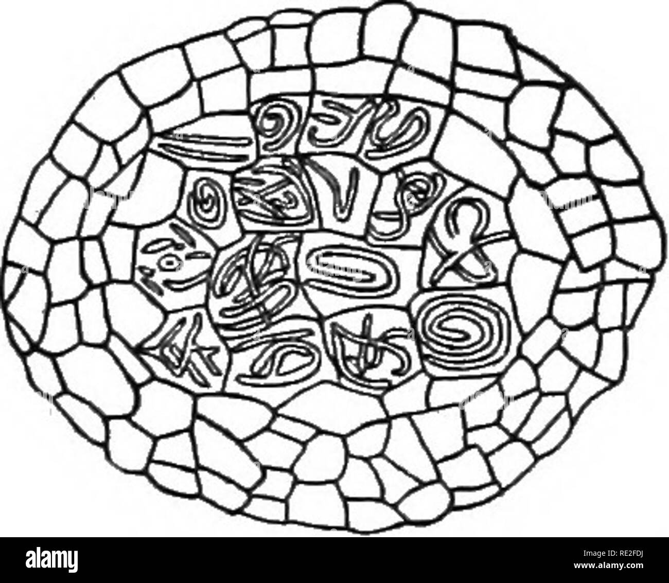 . Fundamentals of botany. Botany. SAPROPHYTISM AND SYMBIOSIS 3,^7 ...
