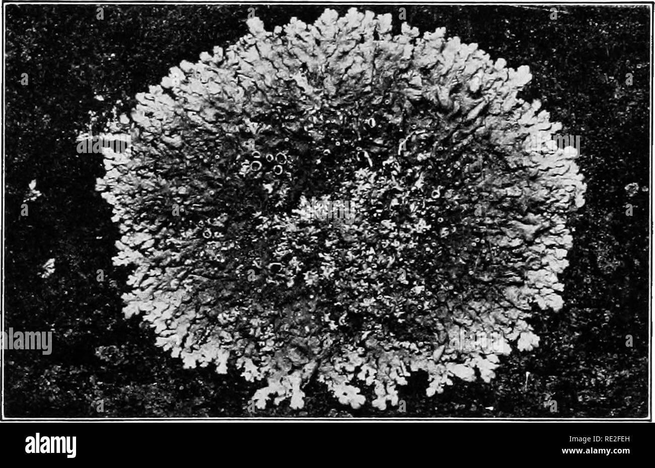 Orchid habitat Black and White Stock Photos & Images - Alamy