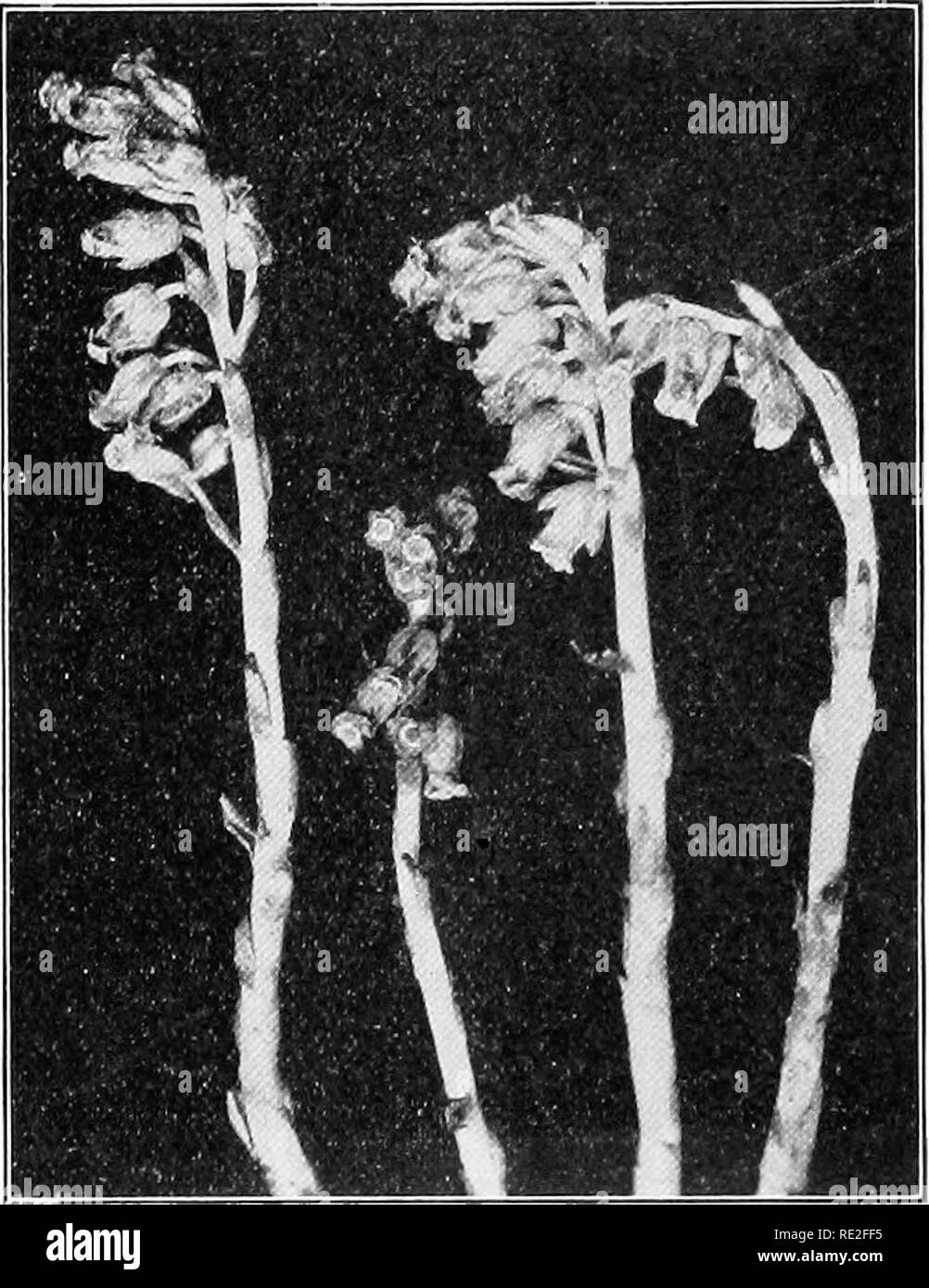 False beech drops Black and White Stock Photos & Images - Alamy