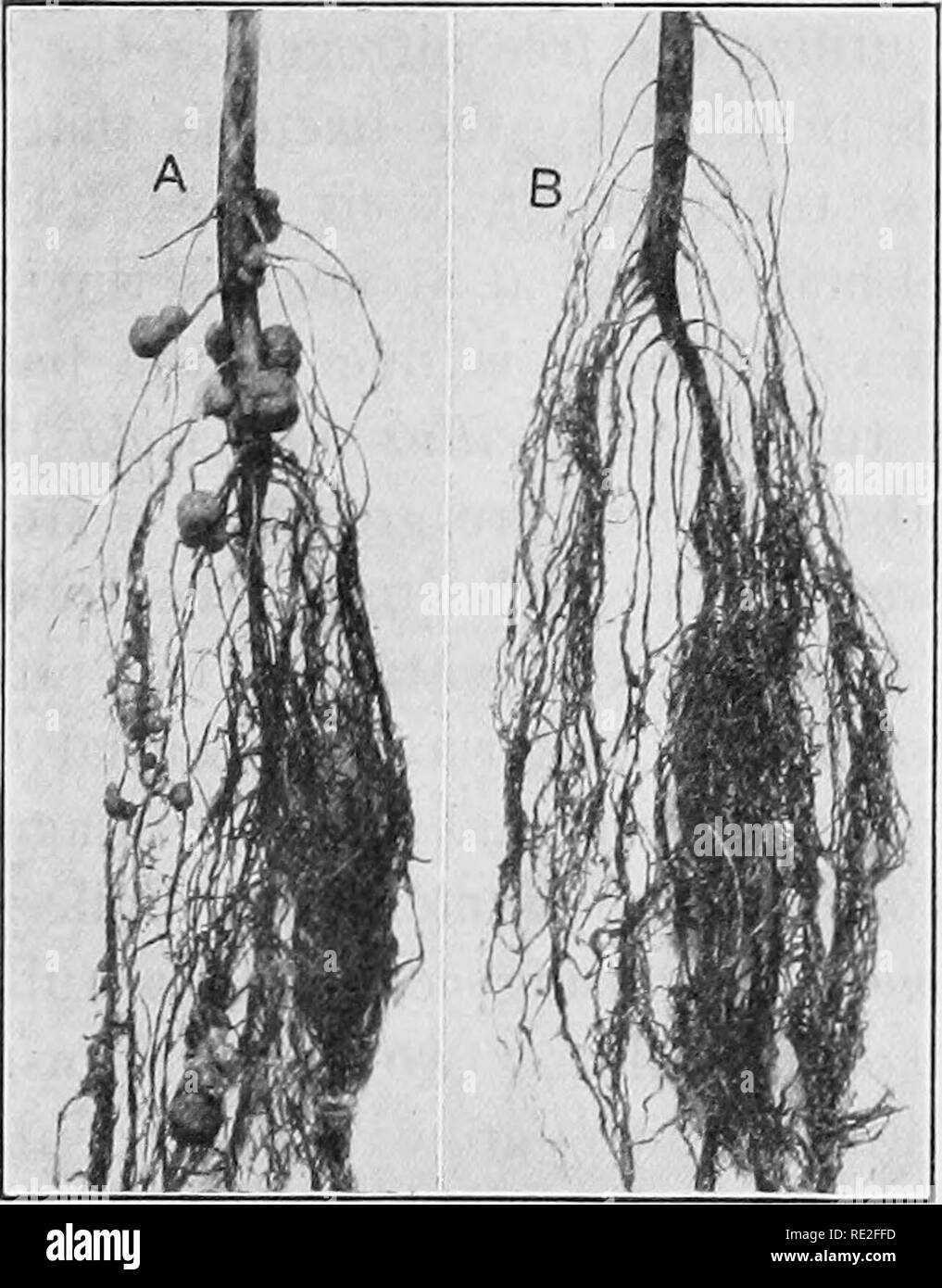 Soy bean plant and roots Black and White Stock Photos & Images - Alamy