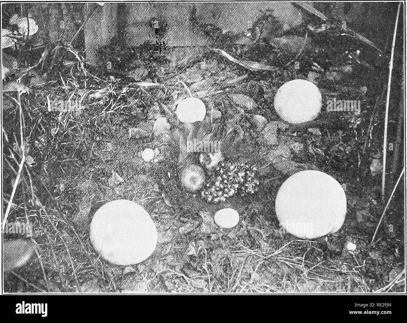 Pore fungus Black and White Stock Photos & Images - Alamy