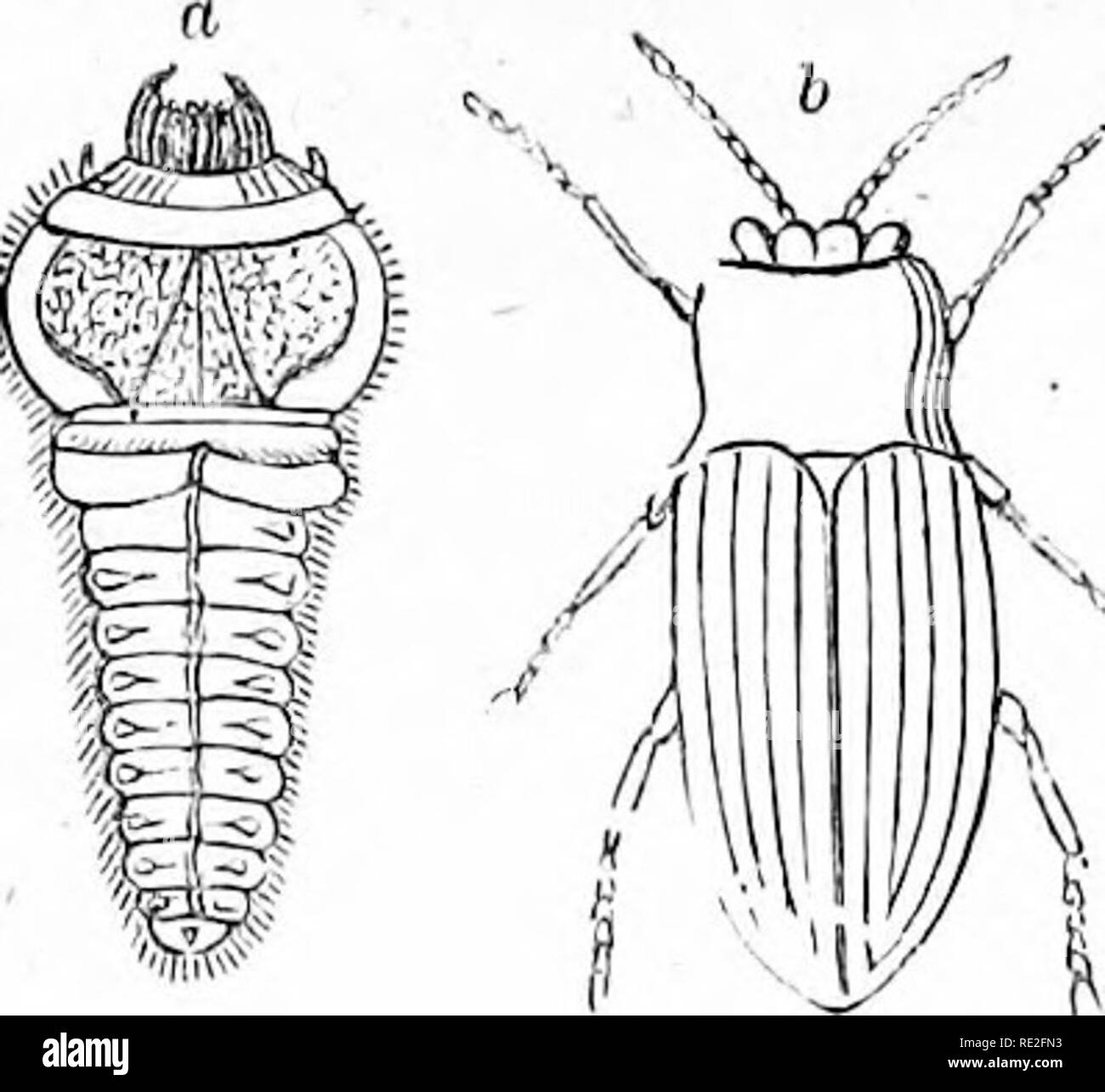 Snapping beetle hi-res stock photography and images - Alamy