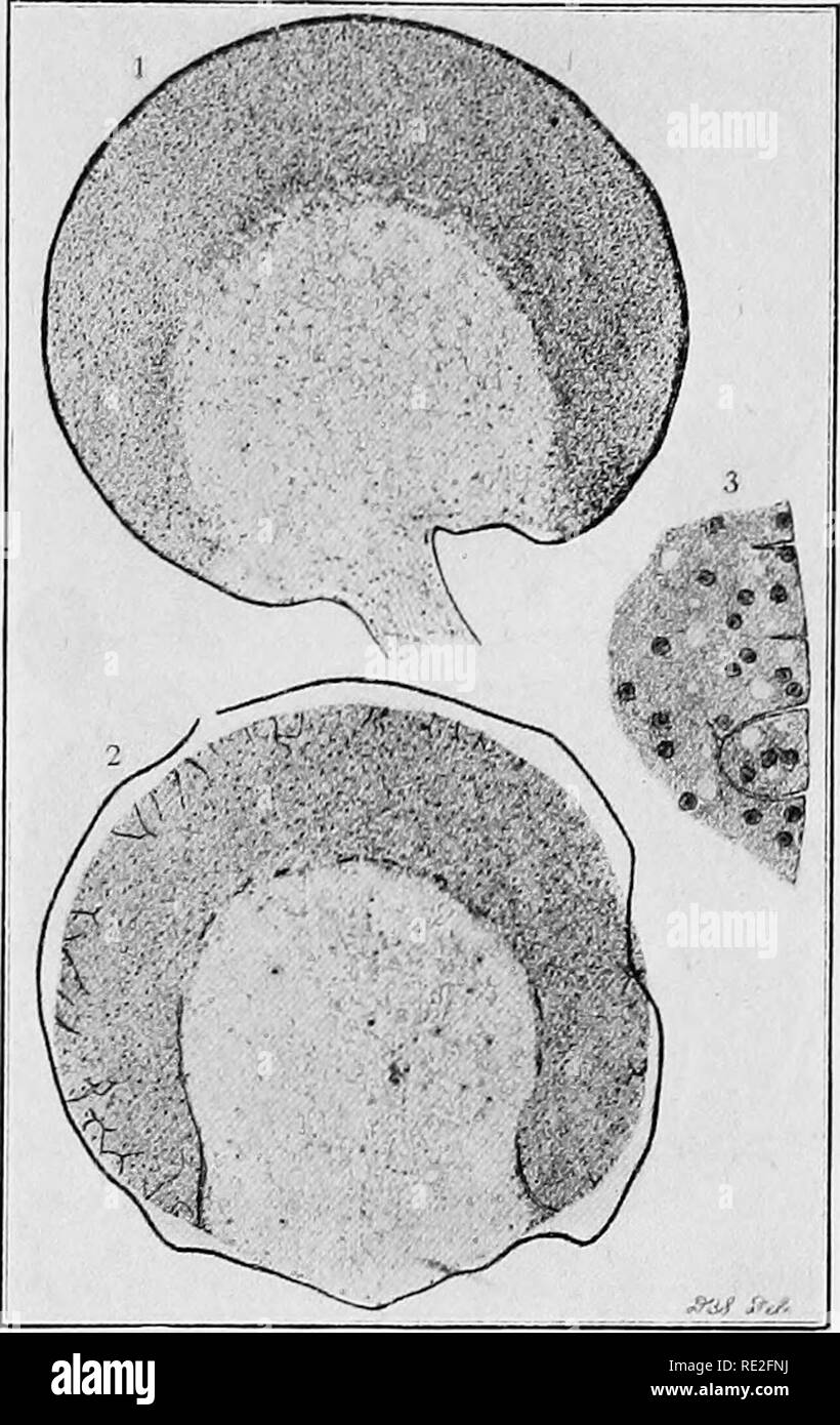 . Fundamentals of botany. Botany. LIFK HISTORIES OF FUNGI 26] meet, the ...