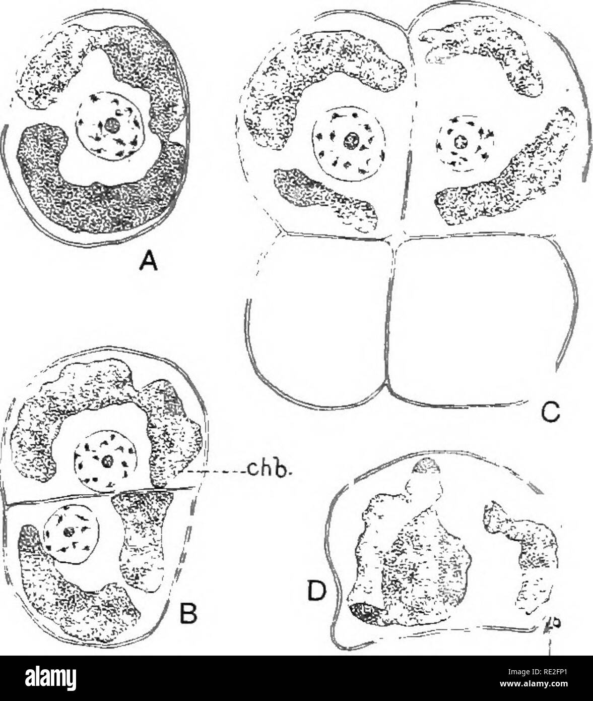 Four celled Cut Out Stock Images & Pictures - Alamy